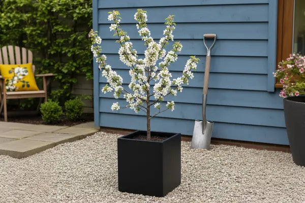 Potted Trees: Bring Colour To Your Space – Woven Wood