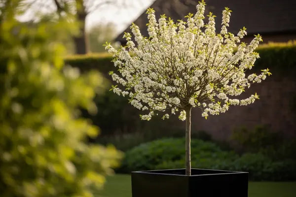 Pyrus Trees: Ornamental Pears & Beyond Edible Fruit – Woven Wood