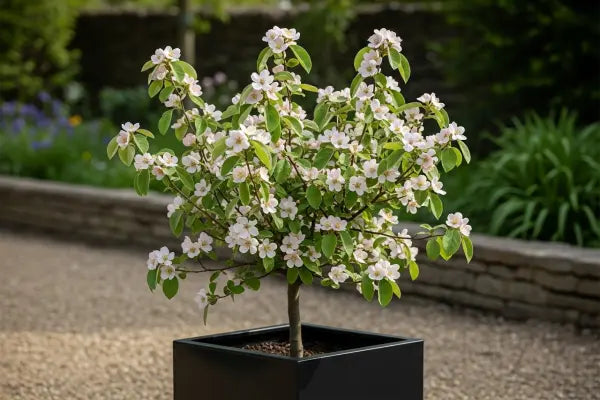 Quince Trees | Growing, Care & Enjoying Quince Fruit – Woven Wood