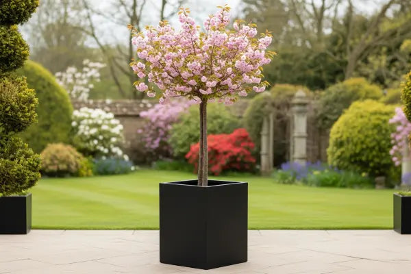 Trees for Small Gardens – Woven Wood