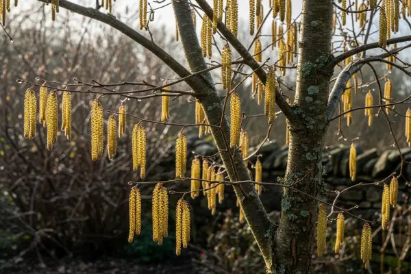 Hazelnut Trees for UK Gardens – Woven Wood