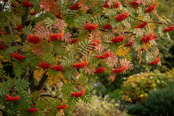 Sorbus Trees for UK Gardens – Woven Wood