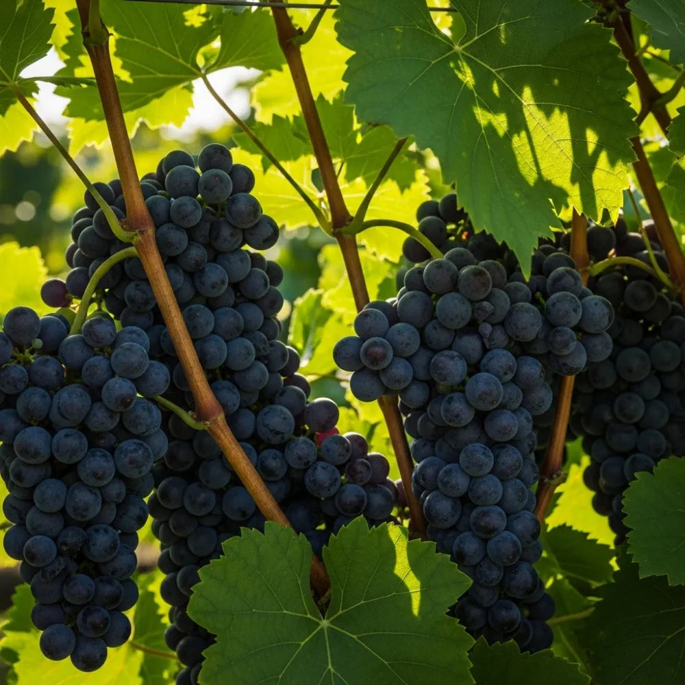 5ft Boskoop Glory' Seedless Outdoor Grape Vine | 4.5L Pot – Woven Wood