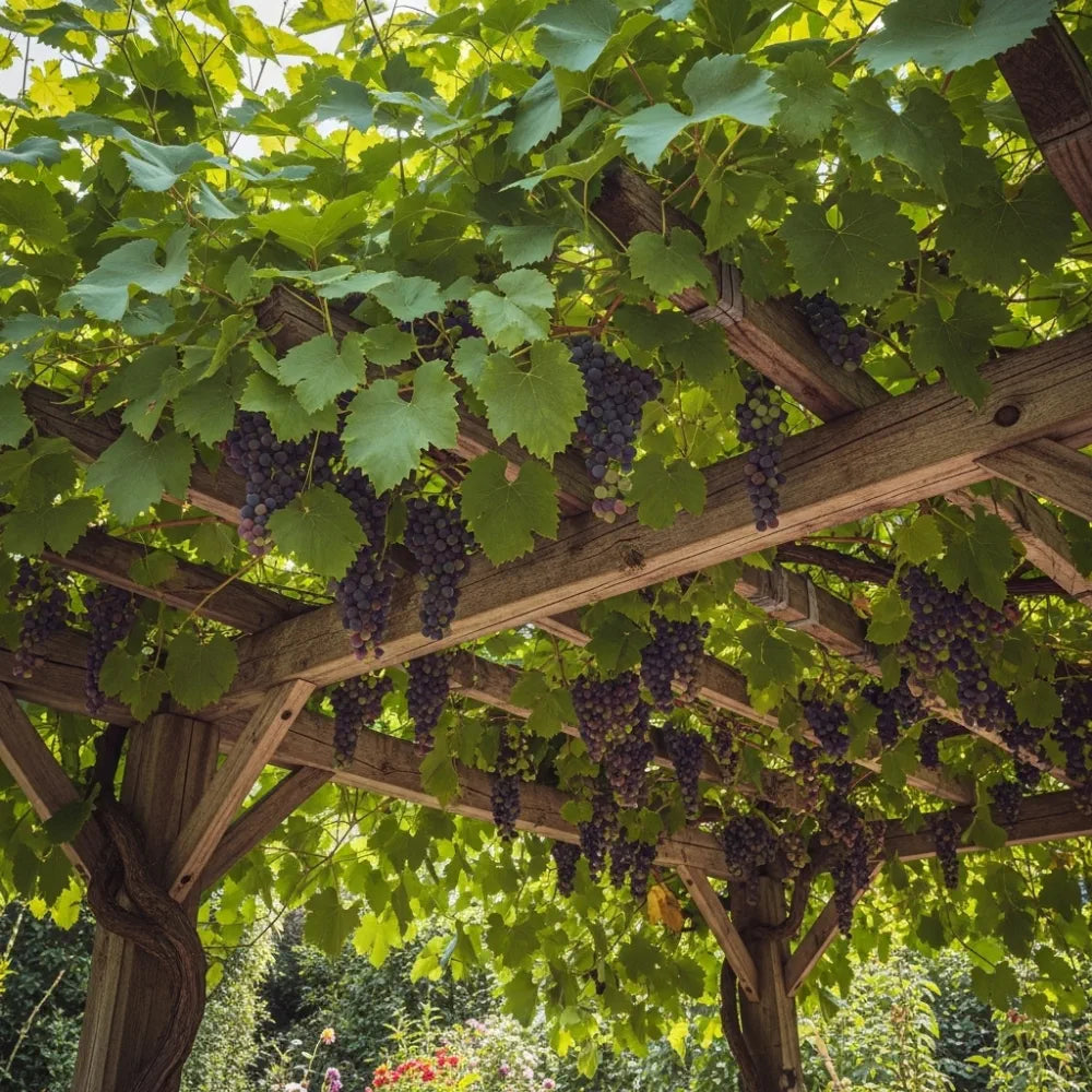 5ft Boskoop Glory' Seedless Outdoor Grape Vine | 4.5L Pot – Woven Wood