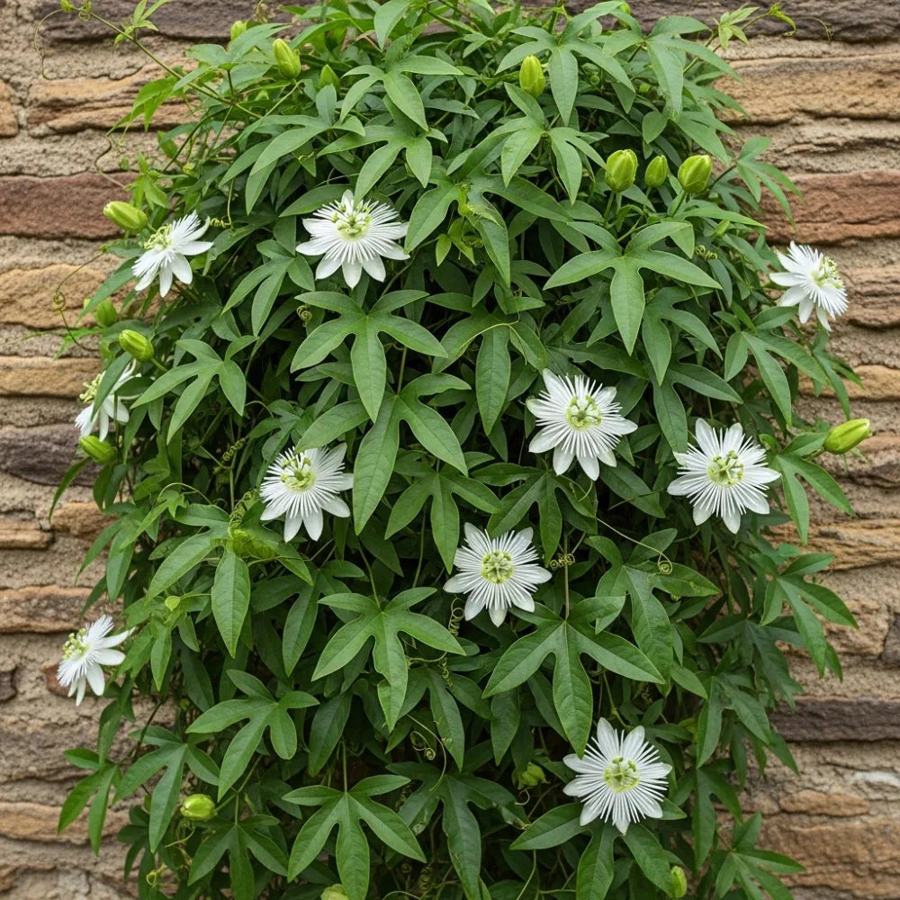 2 White Passion Flower | Passiflora 'Snow Queen' | 3L Pots – Woven Wood