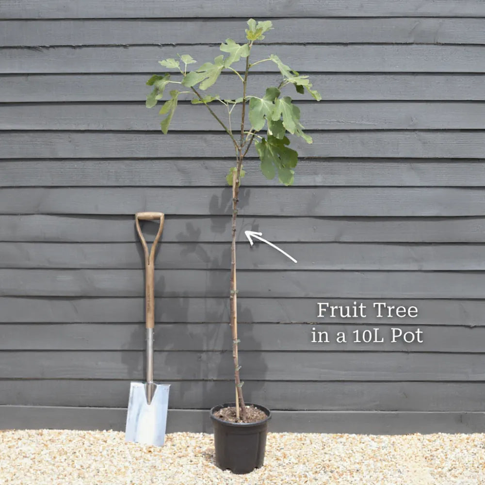 5ft 'Buccaneer' Walnut Tree | 10L Pot | 2 Years Old – Woven Wood