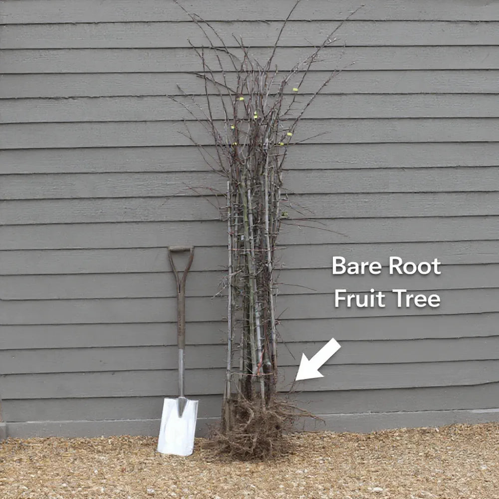 5ft 'Bloody Ploughman' Apple Tree | Bare Root Tree | 2 Years Old ...