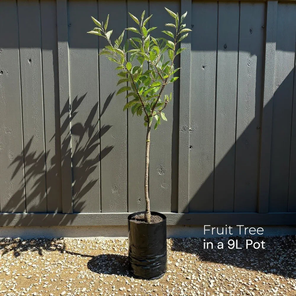 5ft 'Alfred' Peach Tree | 1 Years Old – Woven Wood