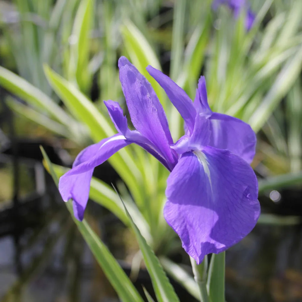 Iris laevigata ‘Variegata’ | Variegated rabbit‑ear iris | Marginal Pla ...