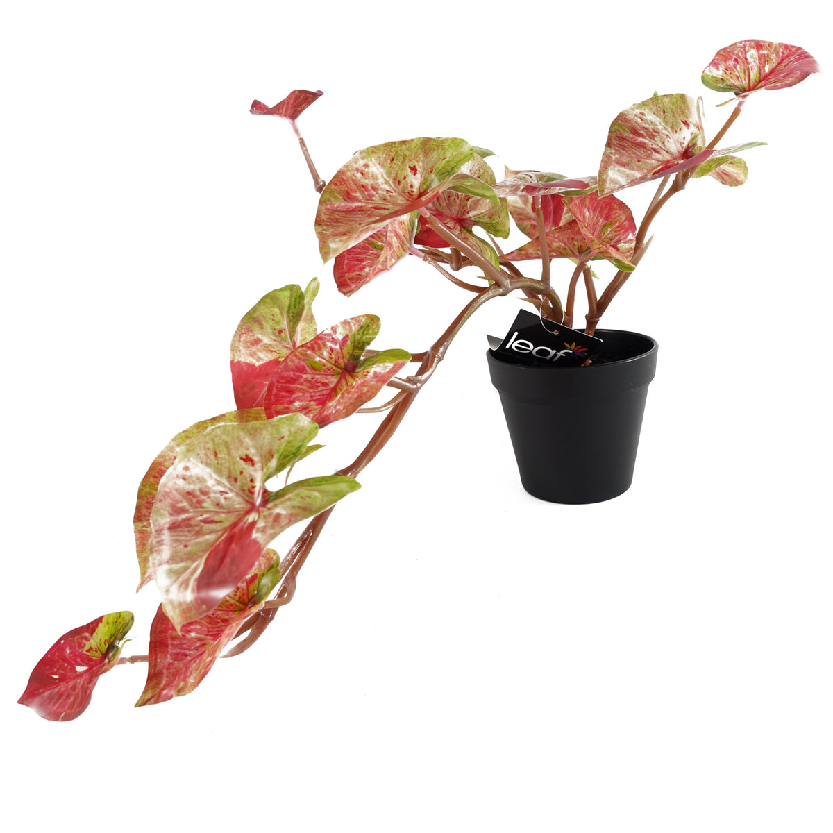 35cm Artificial Hanging Trailing Plant Pink Splash Caladium – Woven Wood