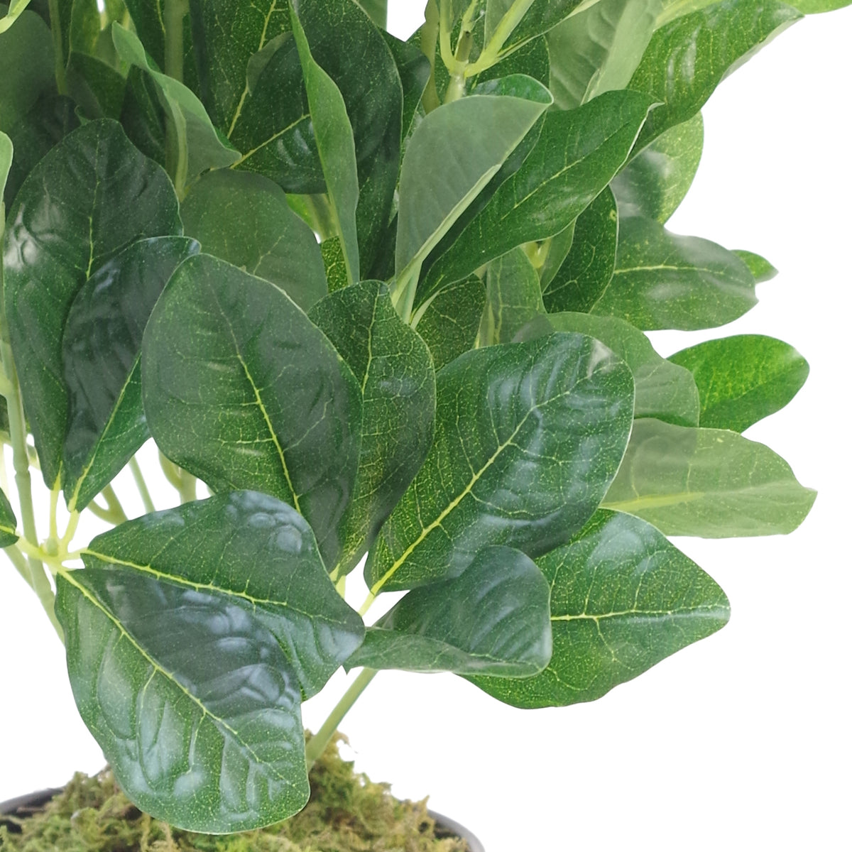 45cm Geranium Aralia (Polyscias Guilfoylei) Bush Artificial Plant ...