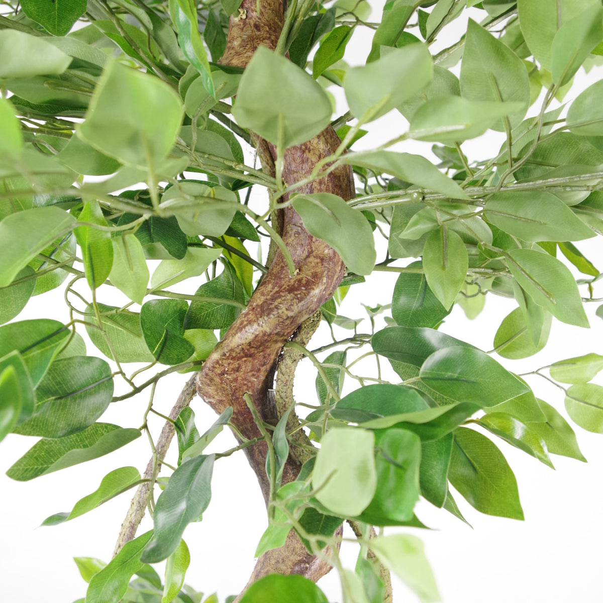 150cm Twisted Trunk Artificial Japanese Fruticosa Ficus Tree Gold Plan ...