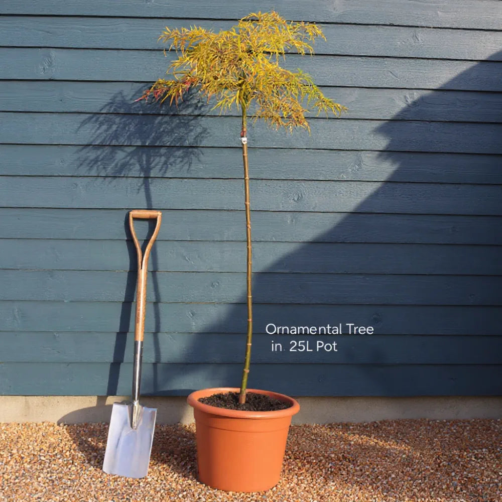 6ft Serviceberry Tree | Mature Amelanchier arborea 'Robin Hill' | 25L ...