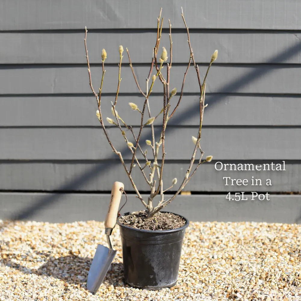 4ft Evergreen Magnolia | Magnolia Grandiflora Francois Treyve | 7.5L P ...