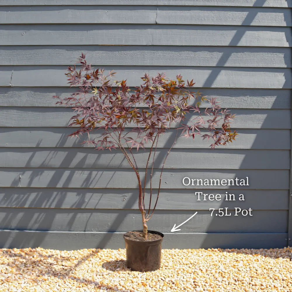 4ft Japanese Maple Tree | Acer palmatum 'Ueno Yama' | 7.5L Pot – Woven Wood