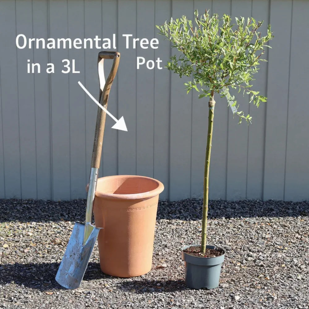 3ft 'Alaska' Patio Holly Tree | 3L Pot – Woven Wood