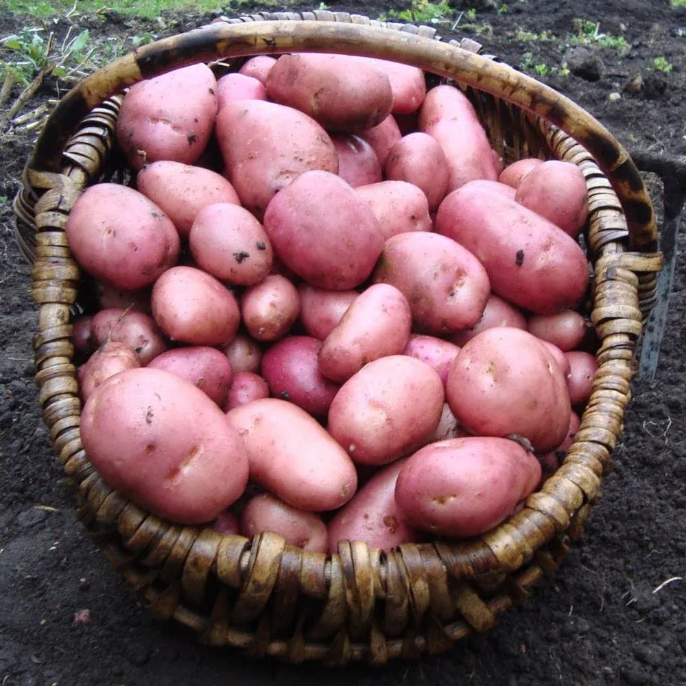 'Rooster' Maincrop Seed Potatoes – Woven Wood