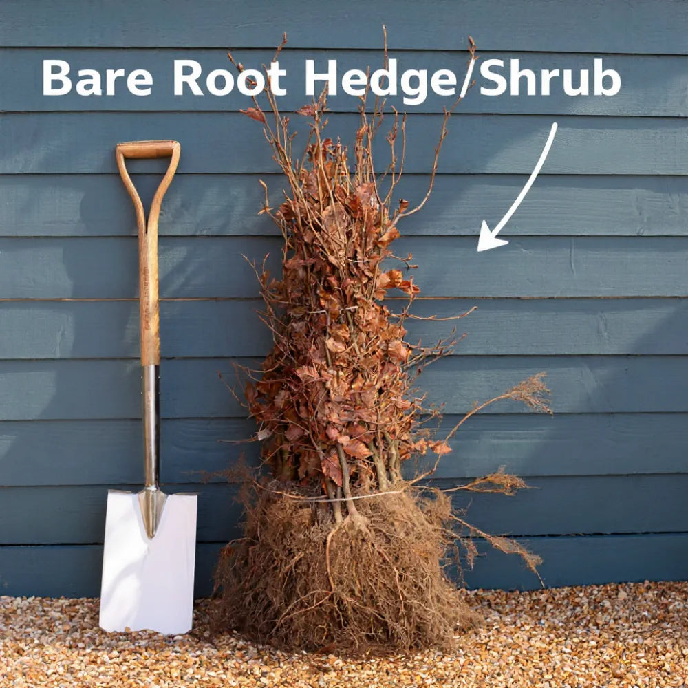 60-90cm Grey Alder Hedging | Alnus incana | Bare Root – Woven Wood