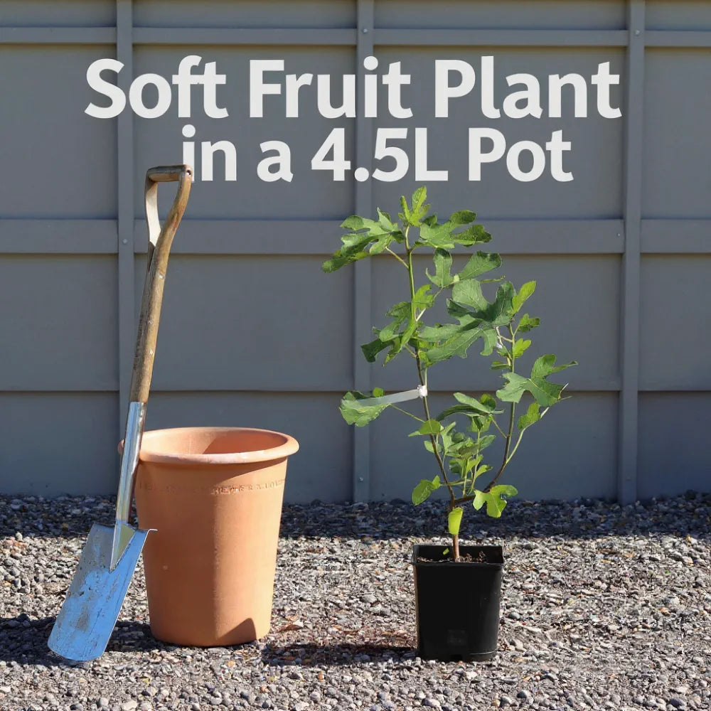 5ft 'Phoenix' Outdoor Grape Vine | 4.5L Pot – Woven Wood