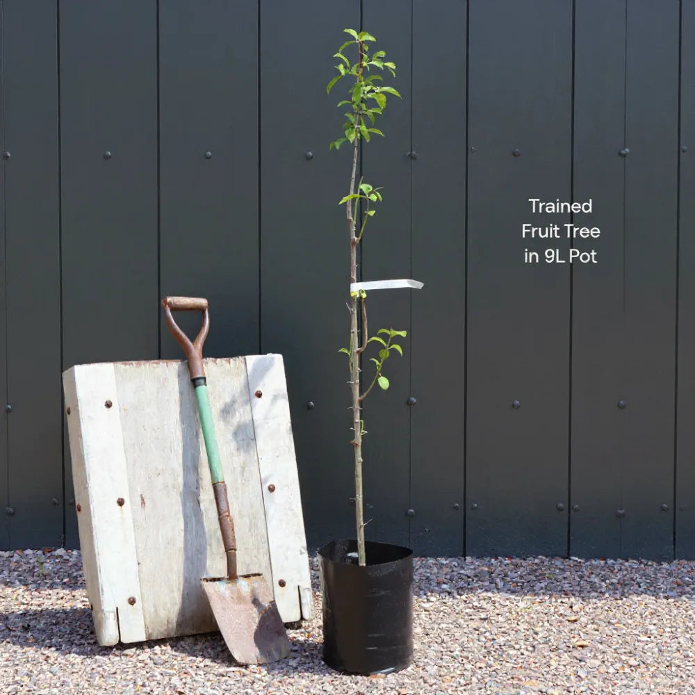 Duo Pear Tree | 'Williams' Bon Chrétien' & 'Conference' | 9L Pot ...