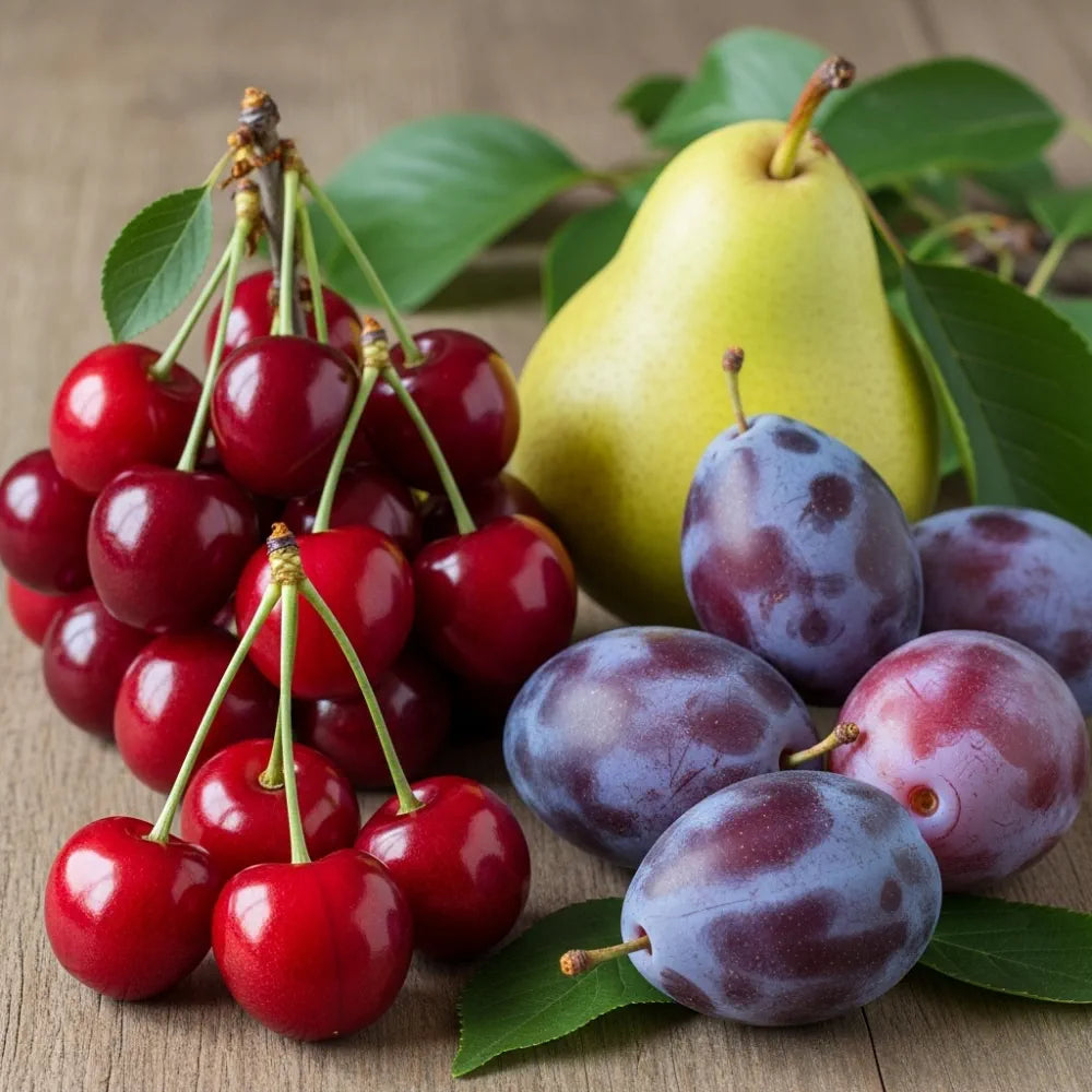 Award Winning Patio Fruit Tree Collection | Cherry, Pear & Plum Trees ...