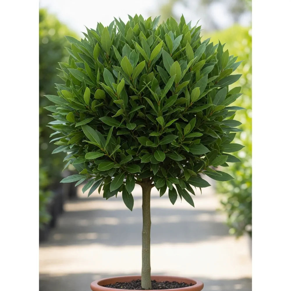 8ft Standard Bay Laurel Tree | Mature Bare Root | 8/10cm Girth – Woven Wood