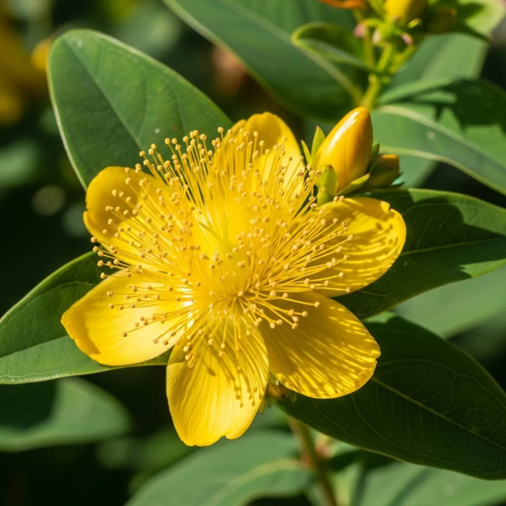 3m Ultimate Flowering Hedge – Woven Wood