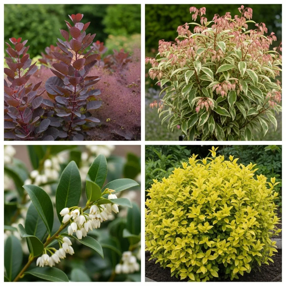 Best Shrubs For Borders Collection | Growers Choice | 3 Plants in 9cm ...