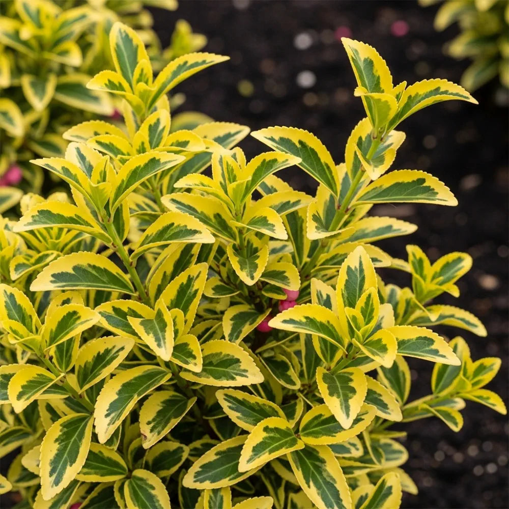 Best Small Evergreen Shrubs Collection | Growers Choice | 9 Plants in ...