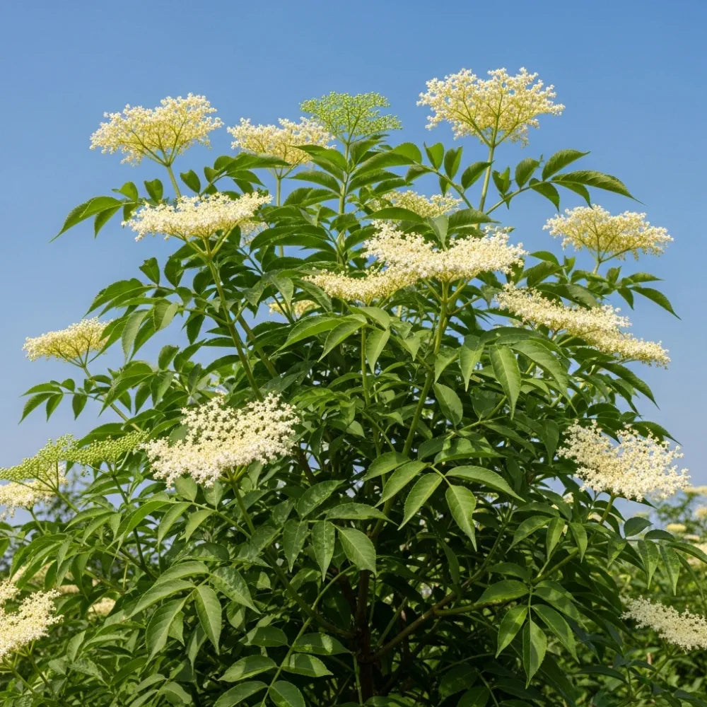 50-80cm Black Elder Hedging | Sambucus nigra | Bare Root – Woven Wood
