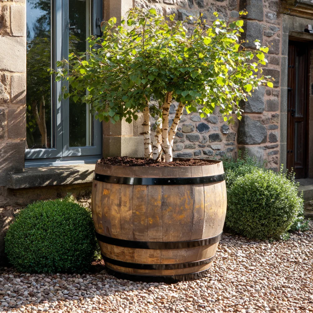 90cm Giant Black Band 3/4 Barrel Oak Tree Planter – Woven Wood