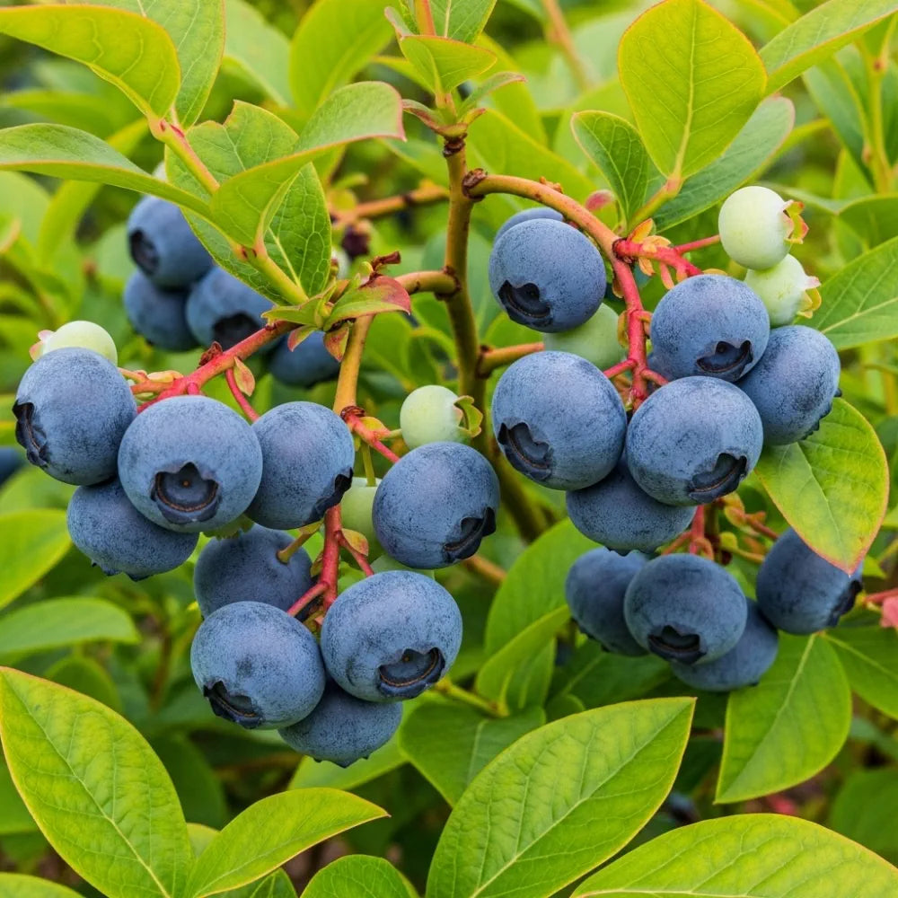 3 Bluecrop Blueberry Plants | 9cm Pots – Woven Wood