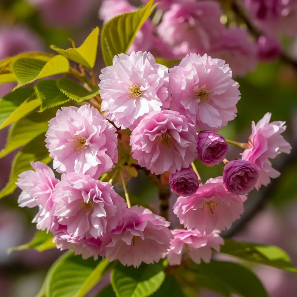5ft 'Blushing Bride' Cherry Blossom Tree | Prunus 'Shogetsu' | 9L Pot ...