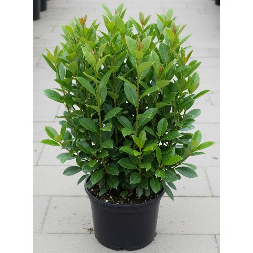 4 x 3ft Cherry Laurel Hedging | Prunus laurocerasus 'Rotundifolia' | 3 ...