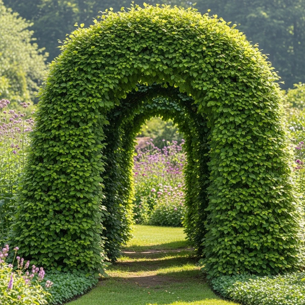 125-150cm Common Beech Hedging | Fagus sylvatica | Bare Root – Woven Wood