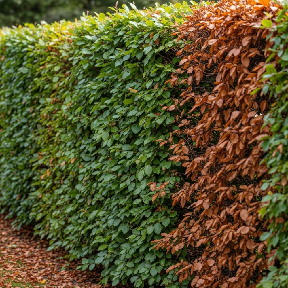 40-60cm Common Beech Hedging | Fagus sylvatica | Bare Root – Woven Wood
