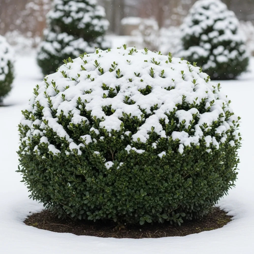 25-30cm Common Box Hedging | Buxus sempervirens | Bare Root – Woven Wood