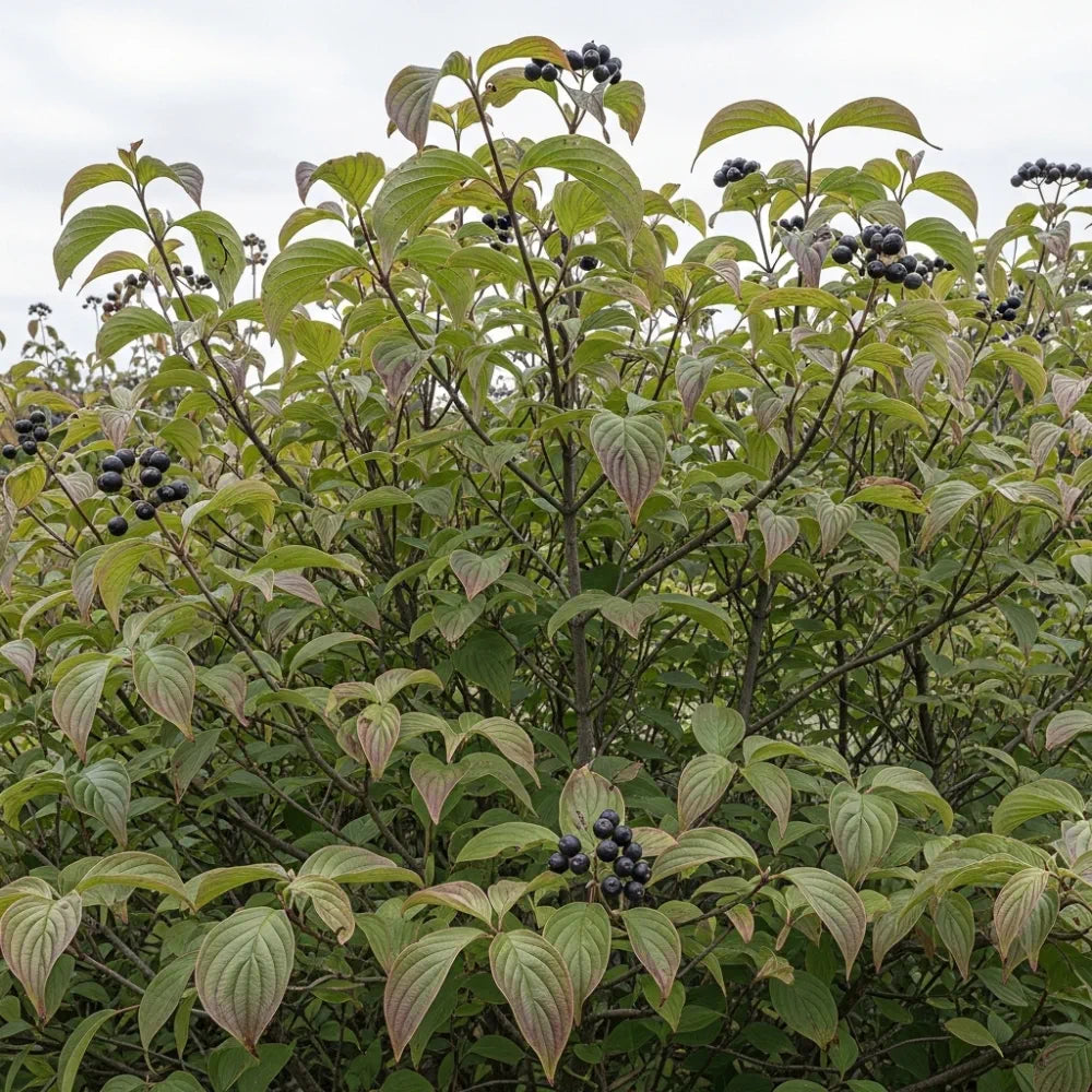 60-80cm Common Dogwood Hedging | Cornus sanguinea | Bare Root – Woven Wood