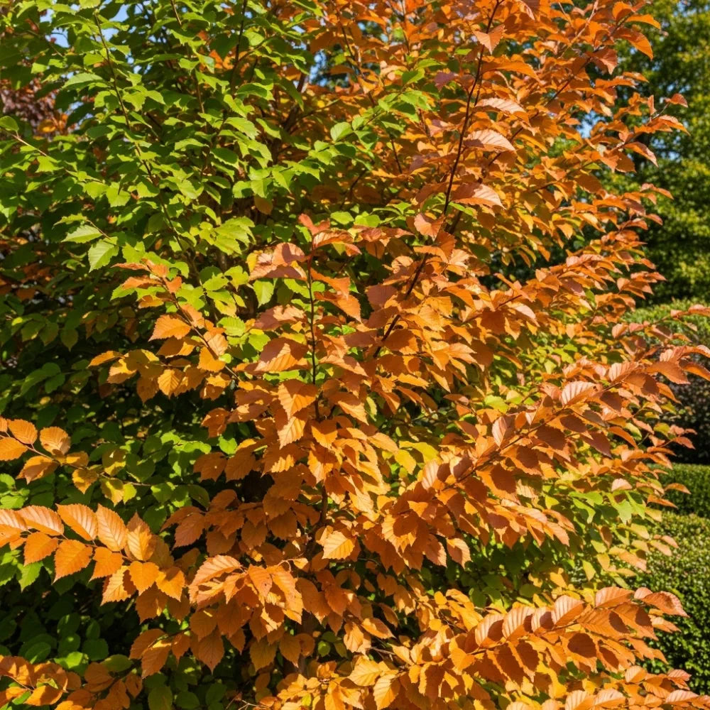 100-125cm Common Hornbeam Hedging | Carpinus betulus | Bare Root ...