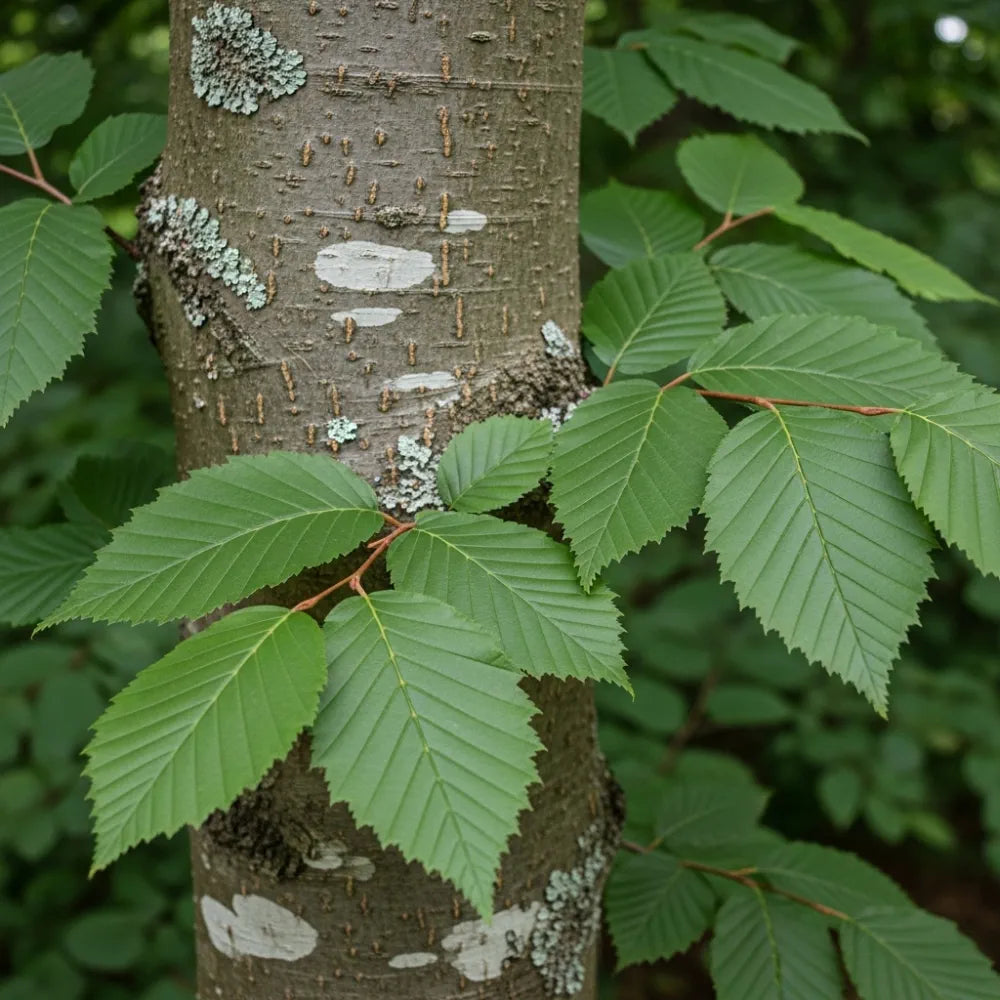 100-125cm Common Hornbeam Hedging | Carpinus betulus | Bare Root ...