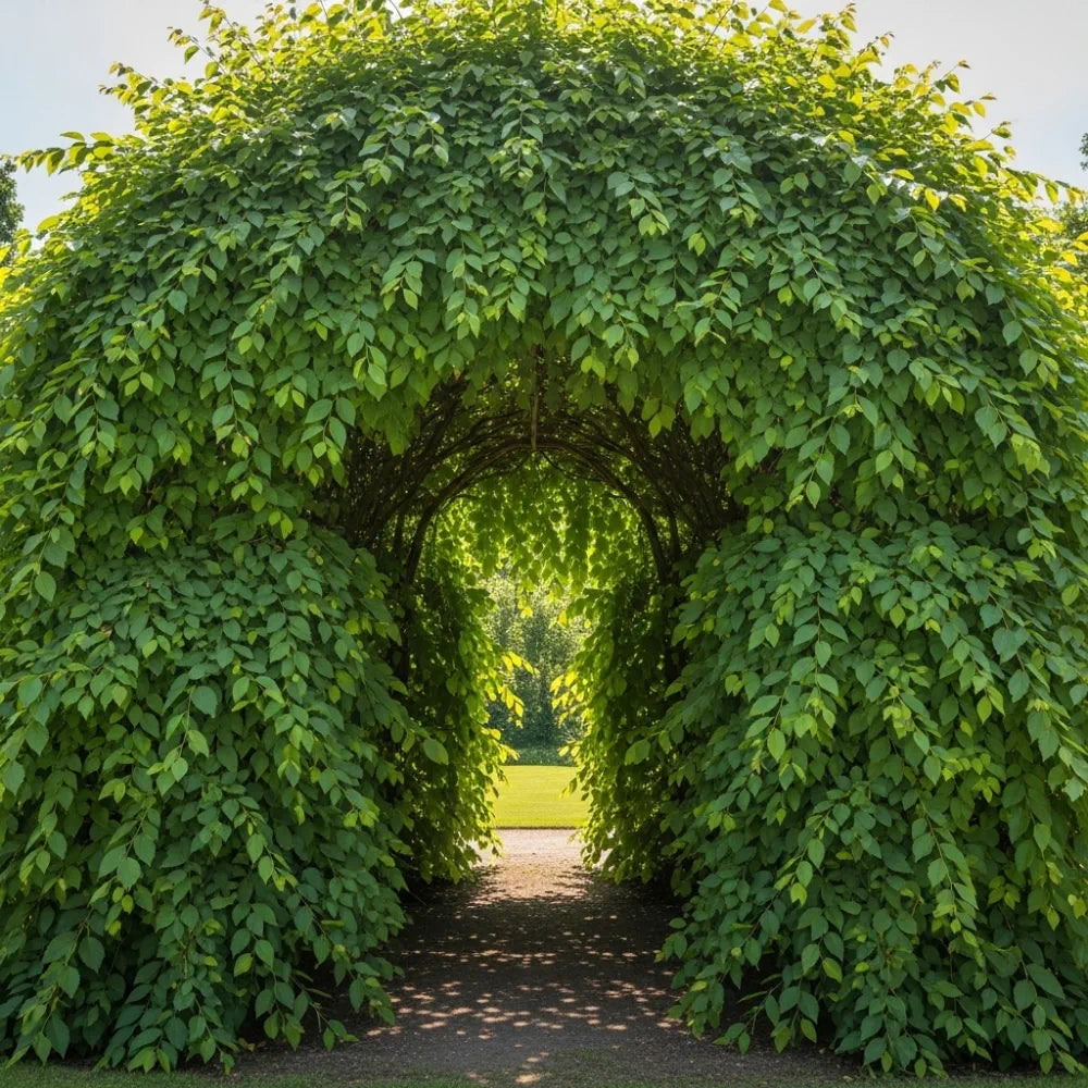 45-60cm Common Hornbeam Hedging | Carpinus betulus | Bare Root – Woven Wood