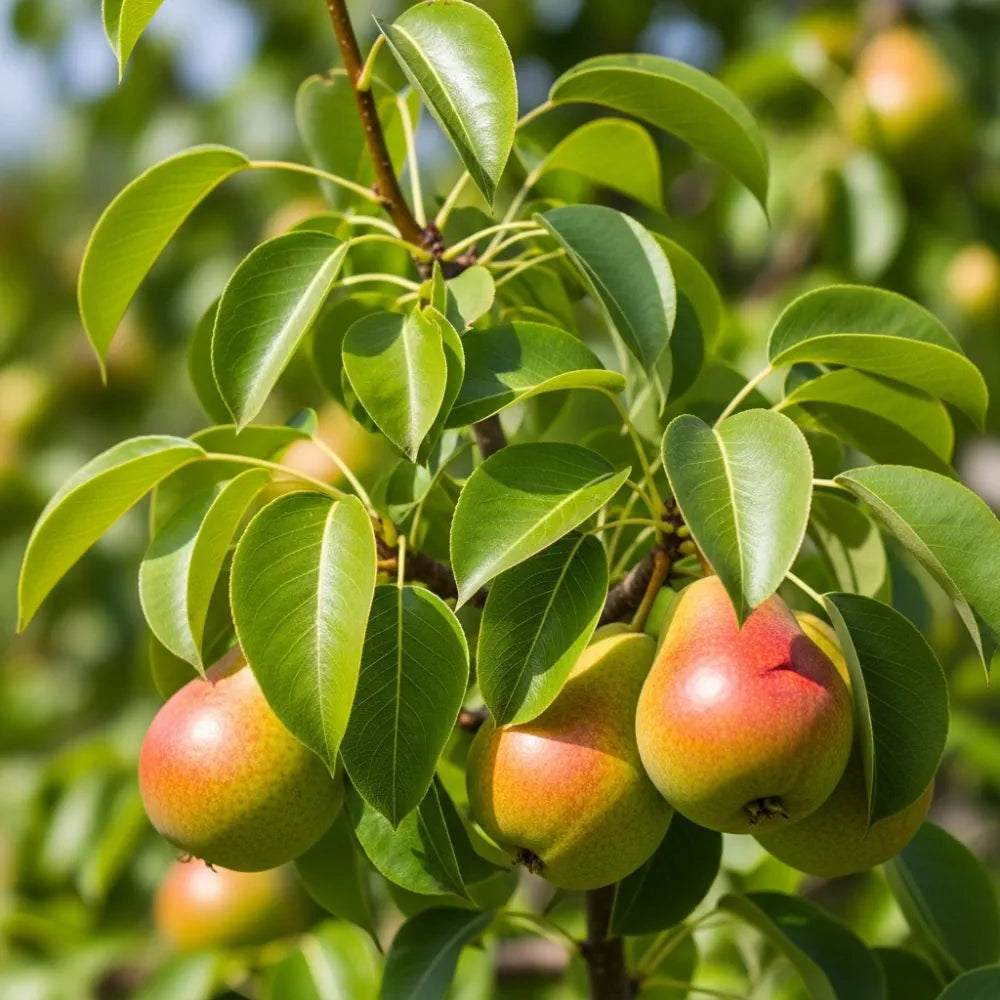 3ft 'Concorde' Pear Tree | 4.5L Pot | Quince A Rootstock – Woven Wood