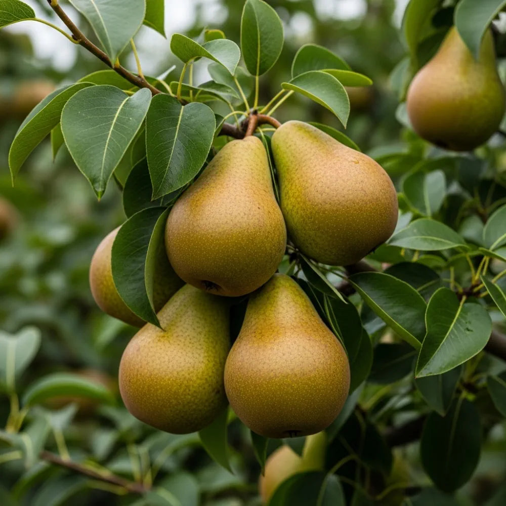 5ft 'Conference' Pear Tree | 9L Pot – Woven Wood