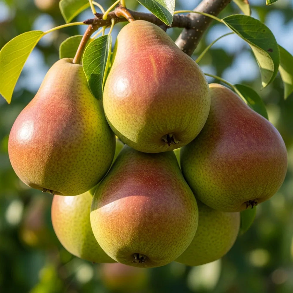 5ft 'Conference' Pear Tree | Bare Root Maiden | 1 Years Old – Woven Wood