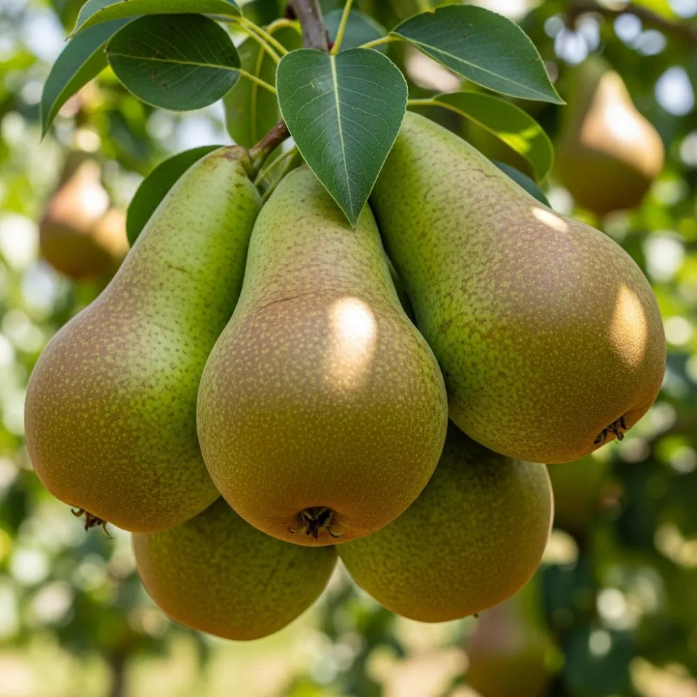 8ft Standard 'Conference' Pear Tree | 8/10cm Girth | Grown in 40L Airp ...