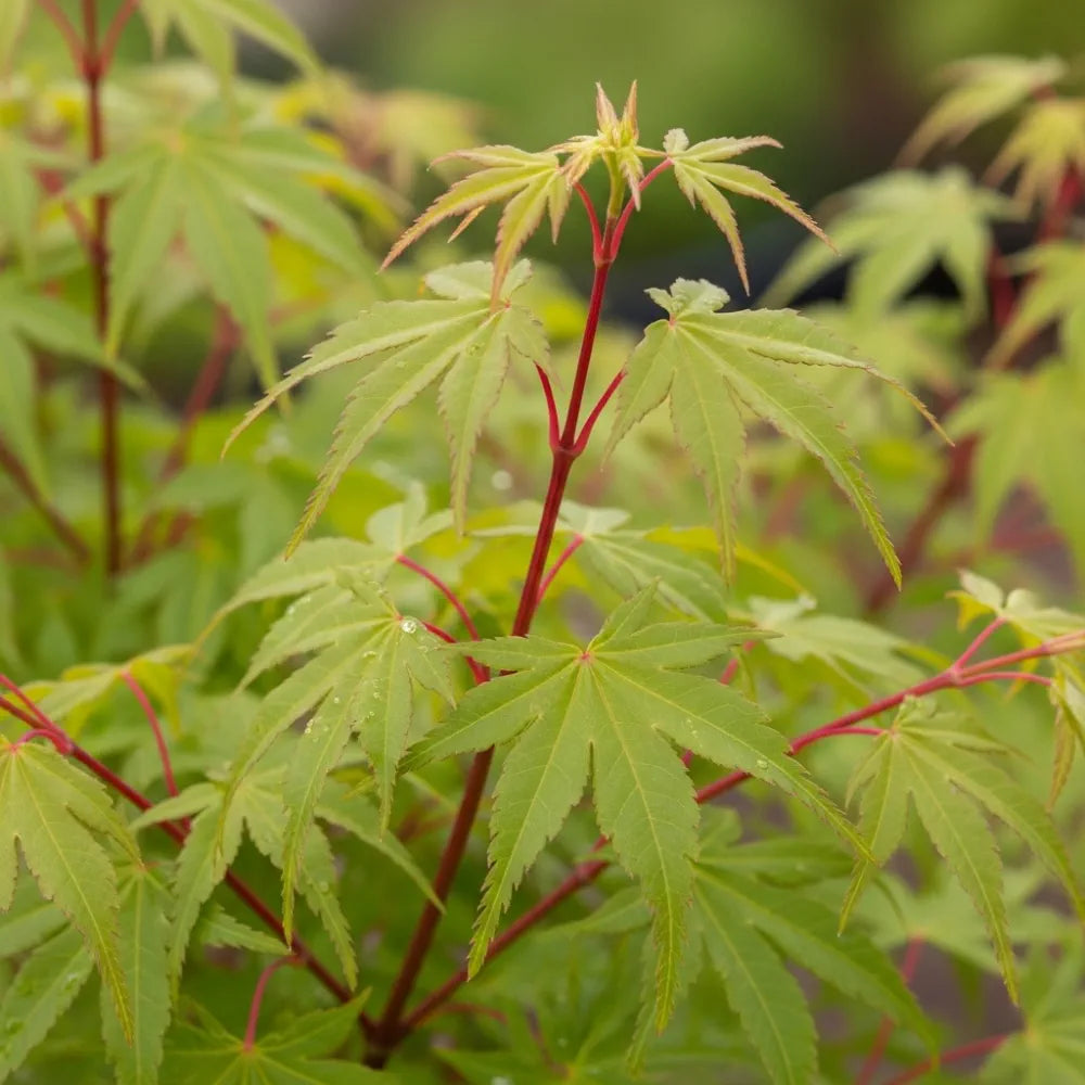 3ft Coral Bark Japanese Maple Tree | Acer palmatum 'Sangokaku' | 3L Po ...