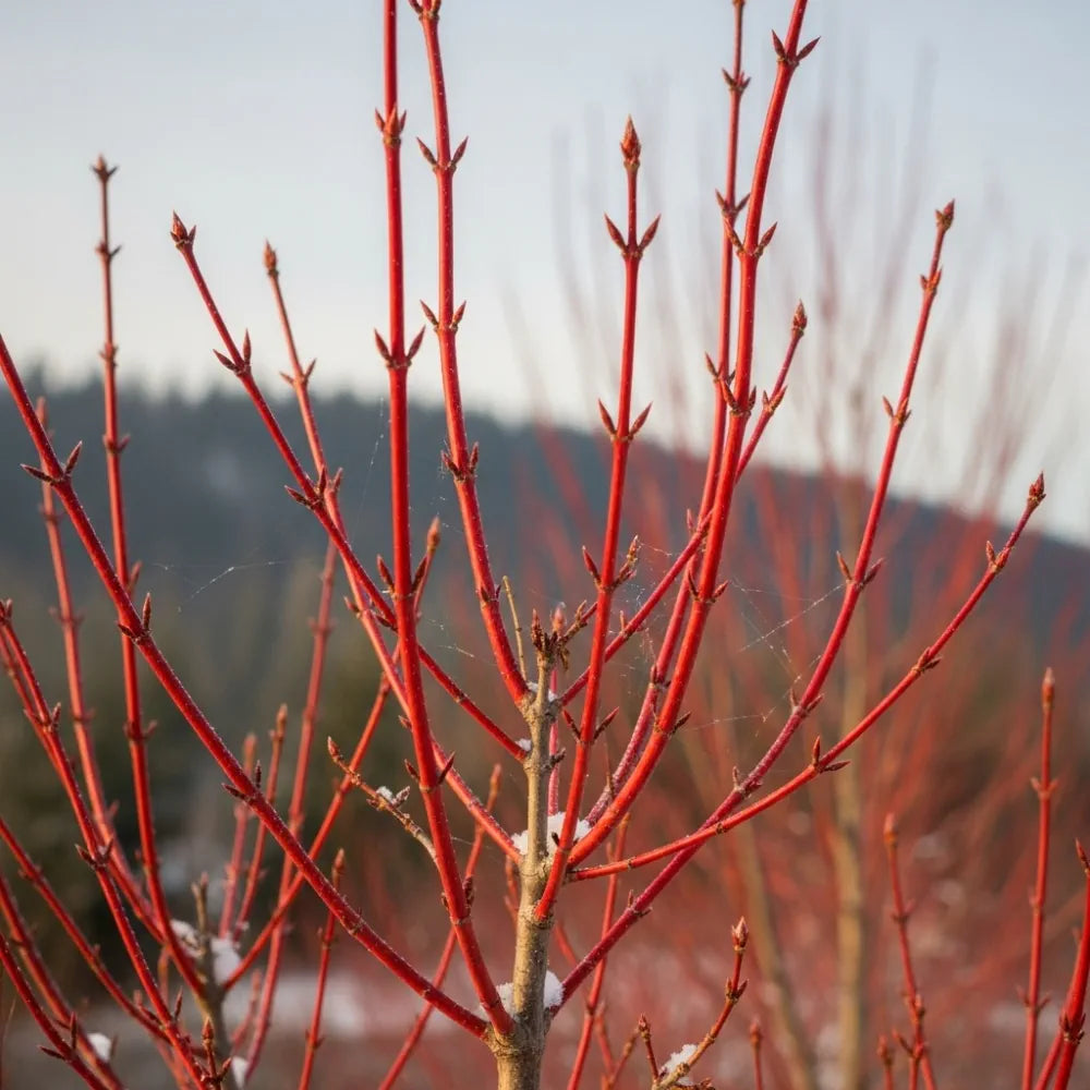 3ft Coral Bark Japanese Maple Tree | Acer palmatum 'Sangokaku' | 3L Po ...