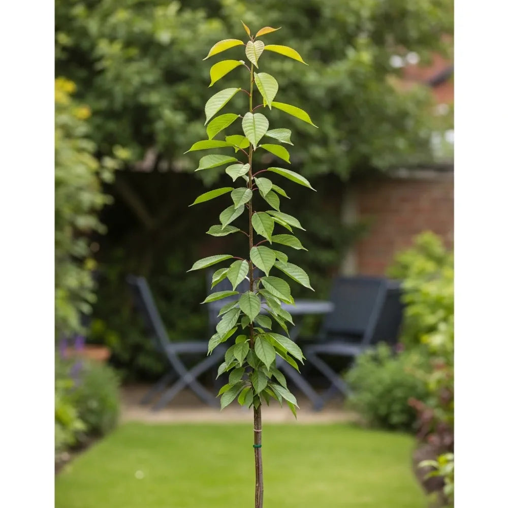 Cordon 'Sunburst' Cherry Tree | 5ft | Bare Root – Woven Wood