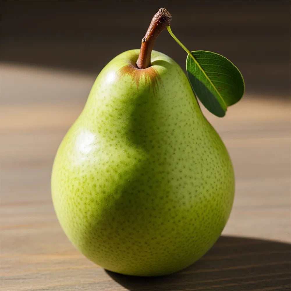 Cordon 'Concorde' Pear Tree | 5ft | Bare Root – Woven Wood