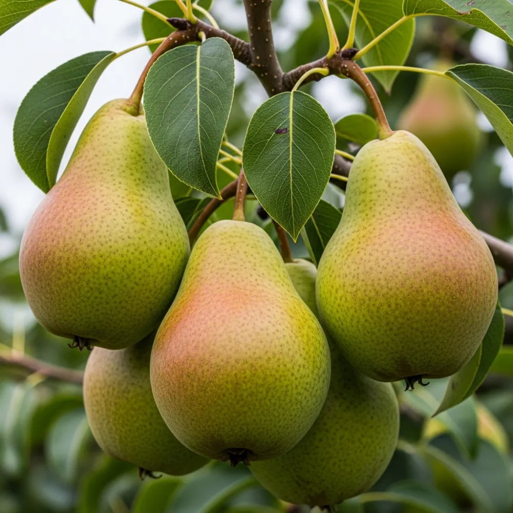 Cordon 'Comice' Pear Tree | 5ft | Bare Root – Woven Wood